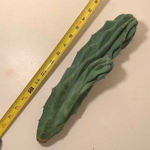 Accents | Very Rare Blue Monstrose Night Blooming Cactus | Poshmark